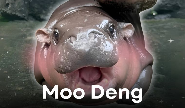 ¿Quién es Moo Deng? Conoce al bebé hipopótamo viral en Tiktok