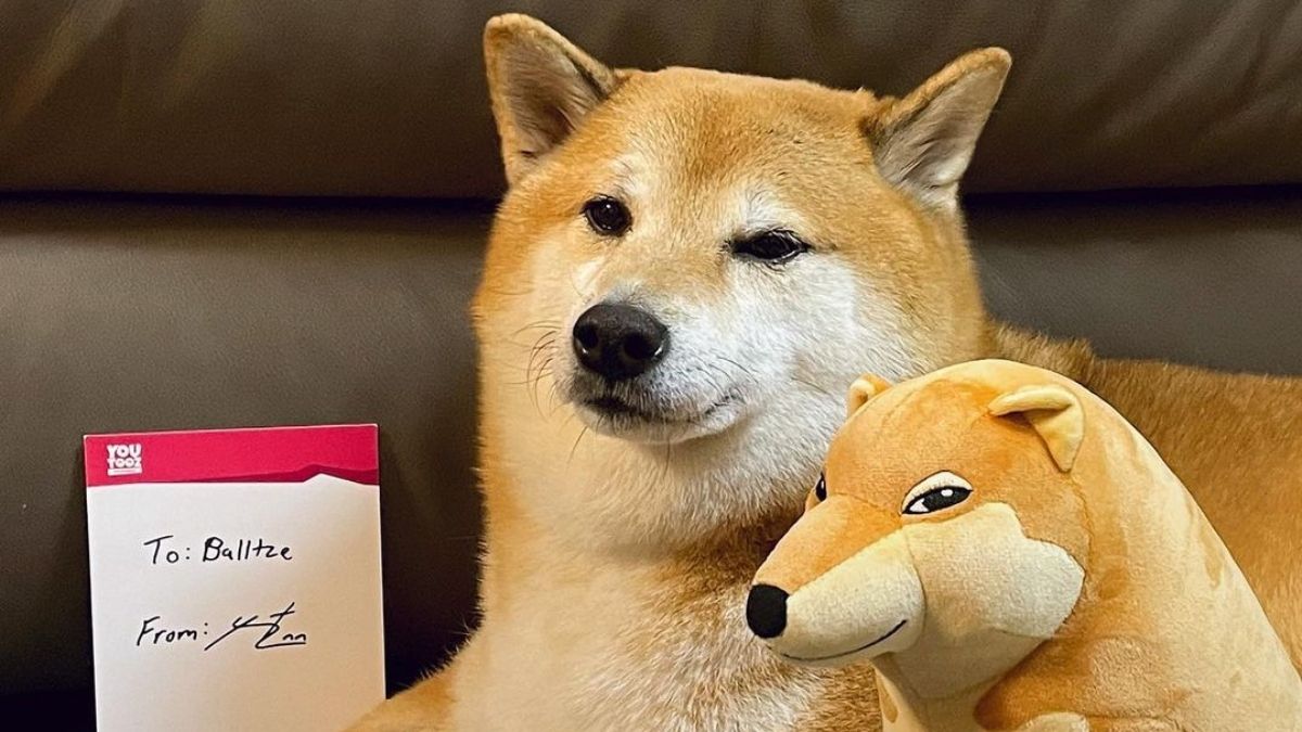 ¿Quién fue Cheems, el perrito más viral de Internet?